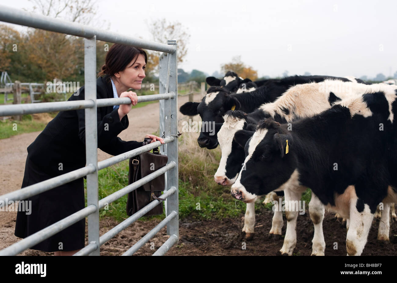business woman with cows Stock Photo - Alamy