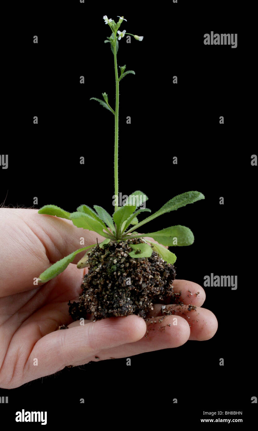 Thale cress hi-res stock photography and images - Alamy