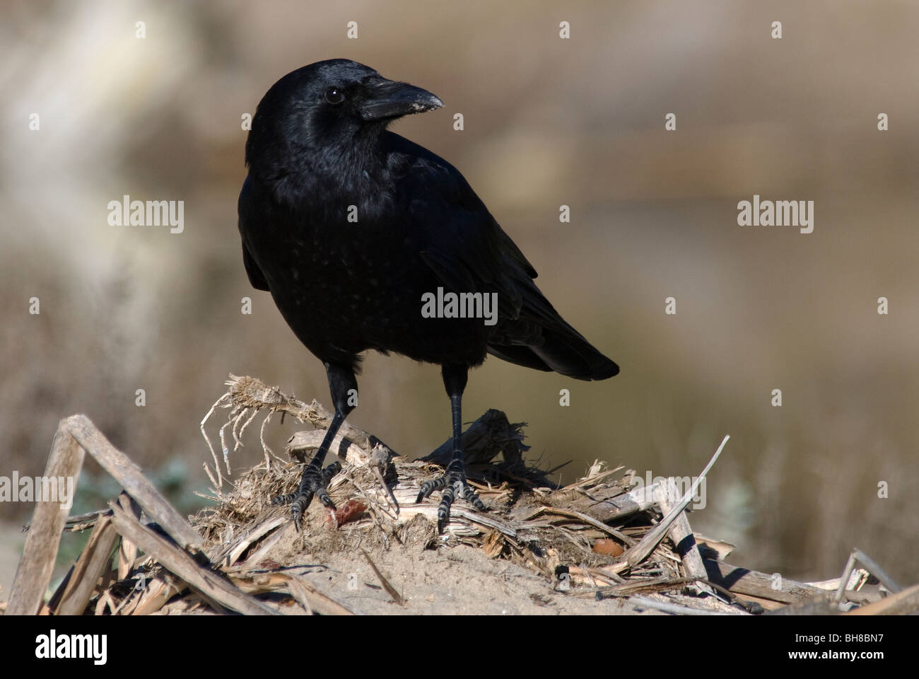 American Crow Corvus brachyrhynchos East Beach Santa Barbara California ...