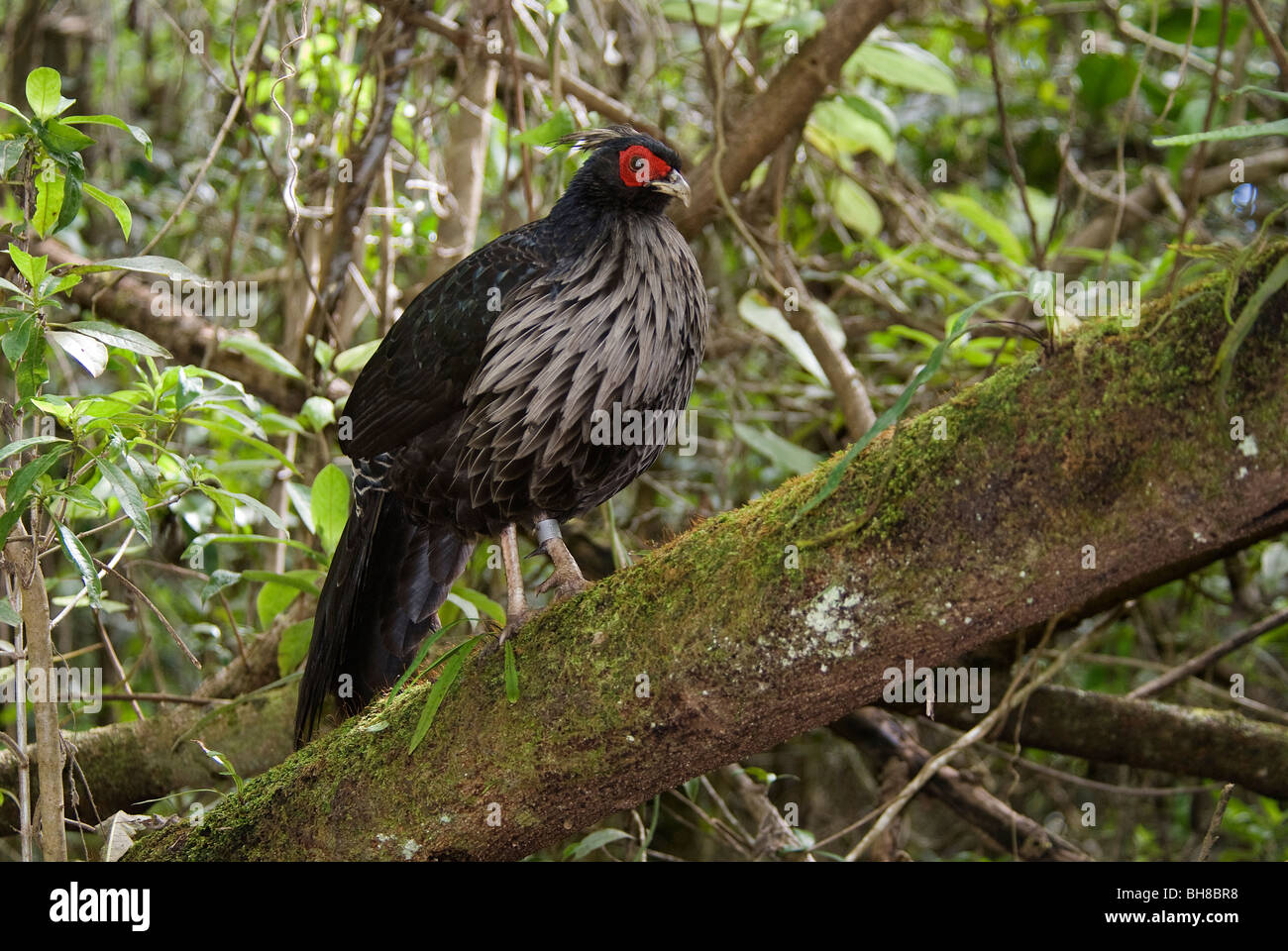 Kalij Pheasant Lophura leucomelanos male Hawaii Volcanoes National Park ...