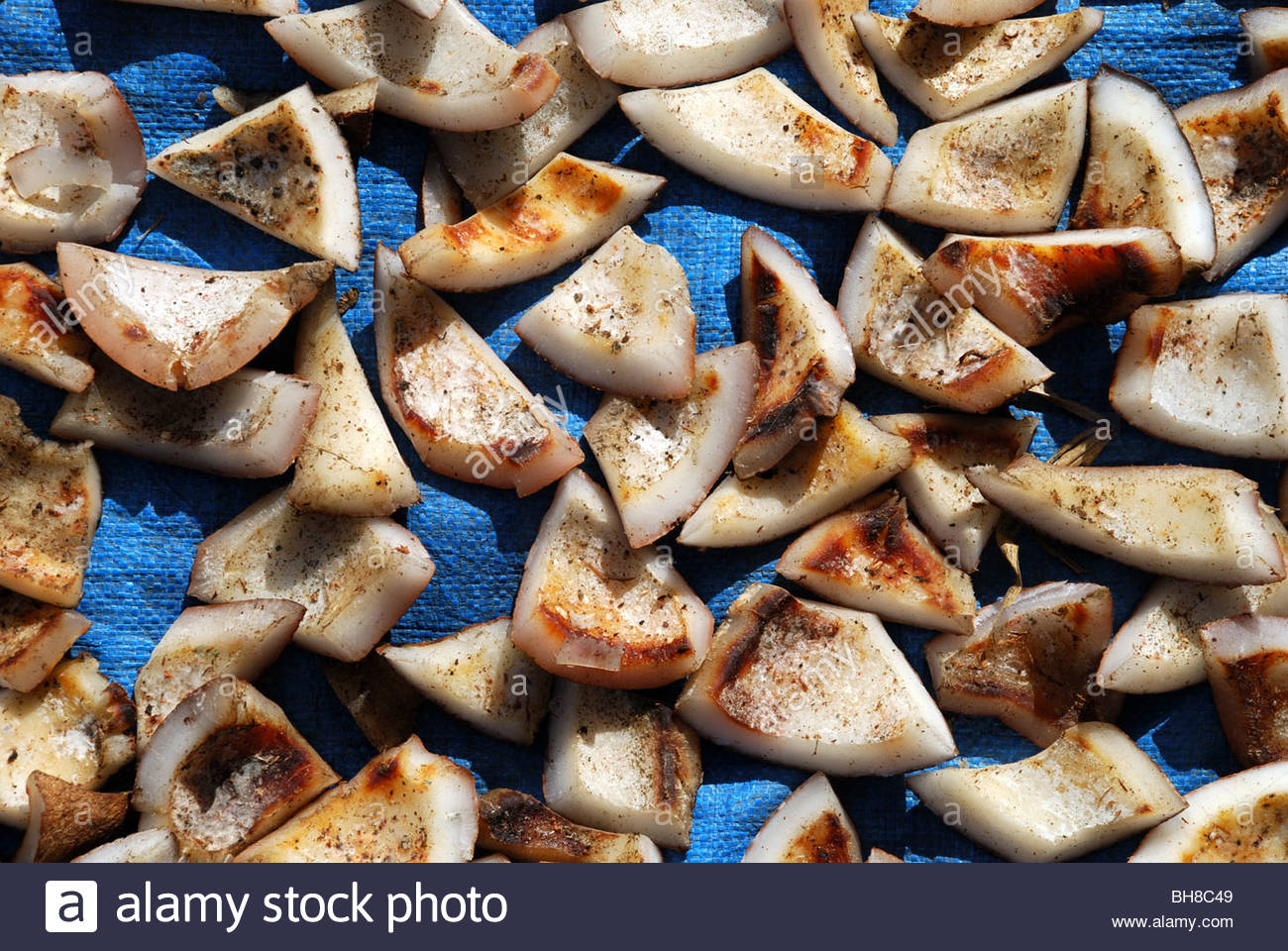 Coconuts Drying Stock Photos & Coconuts Drying Stock Images - Alamy