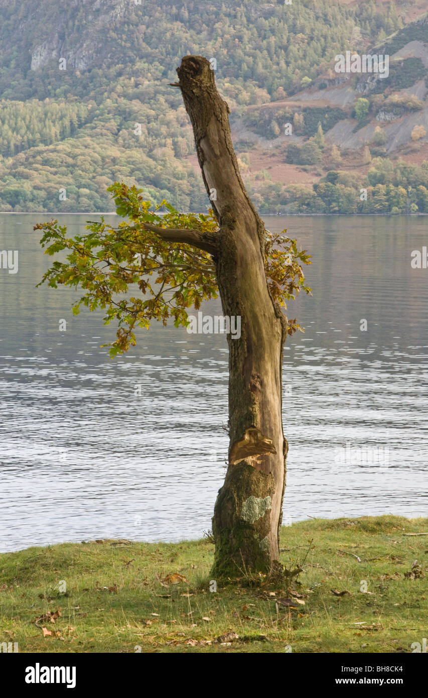 Dying tree stump hi-res stock photography and images - Alamy