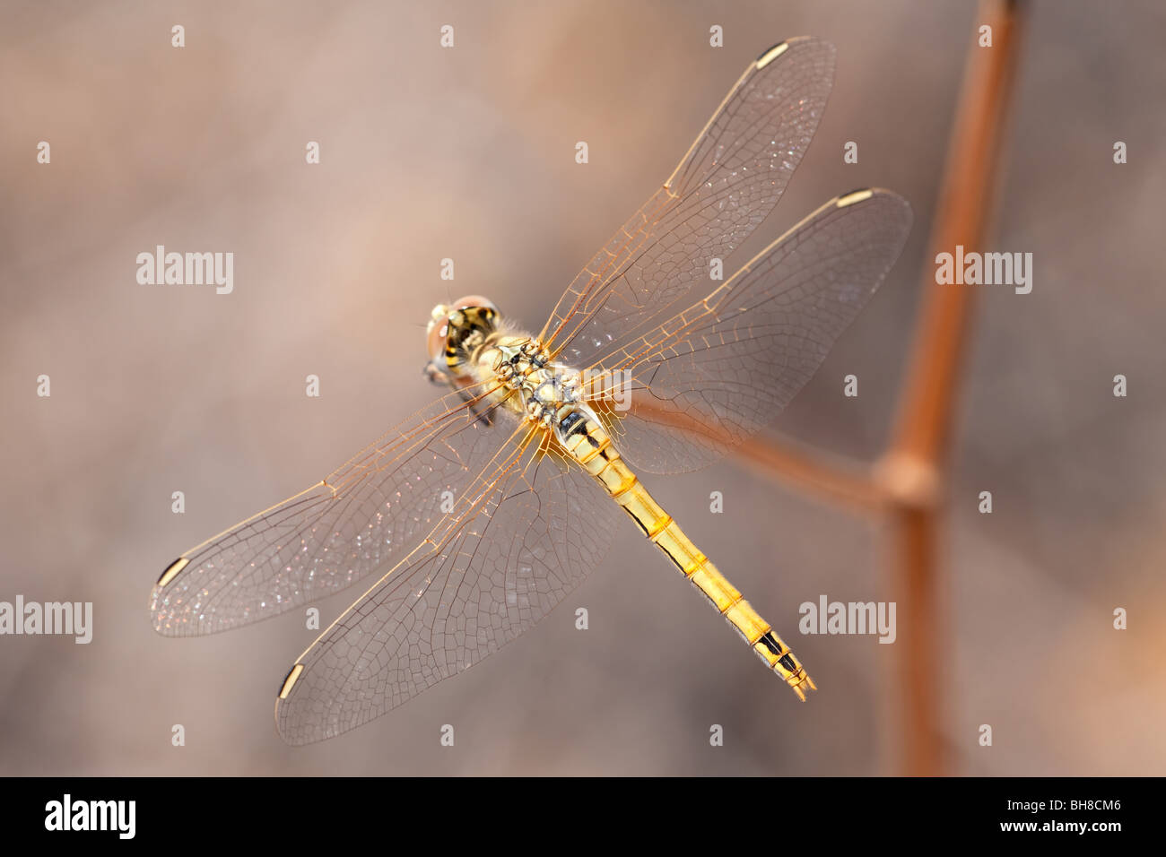 Female Red-veined Darter Dragonfly Stock Photo - Alamy