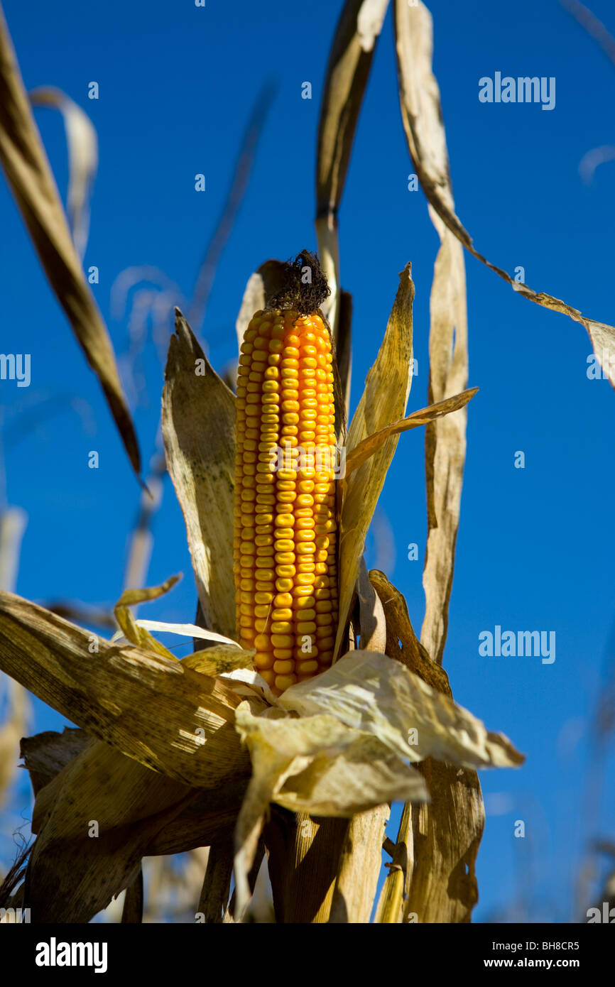 Corn waiting harvesting Stock Photo - Alamy