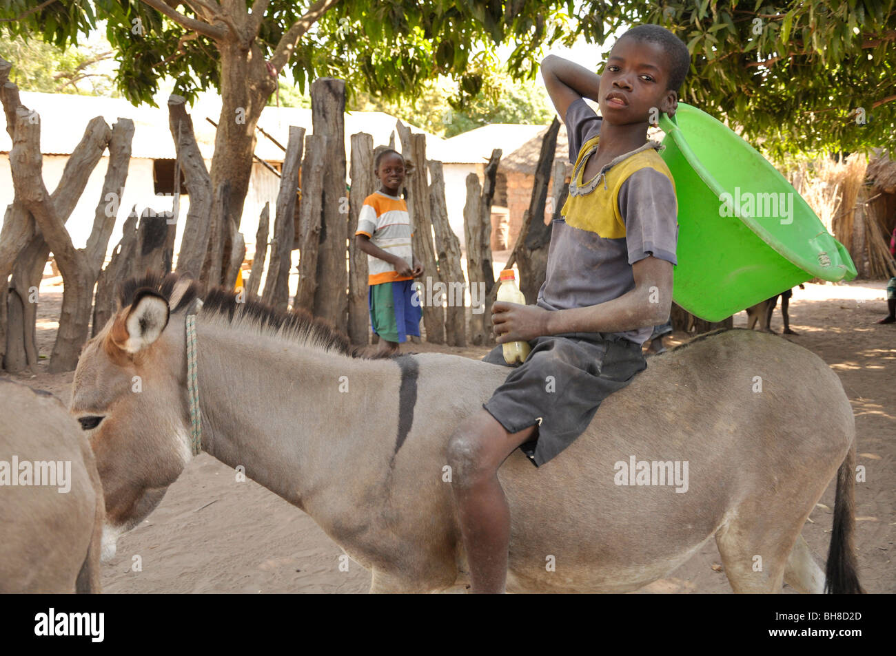 Donkey transportation in a village in The Gambia Stock Photo - Alamy