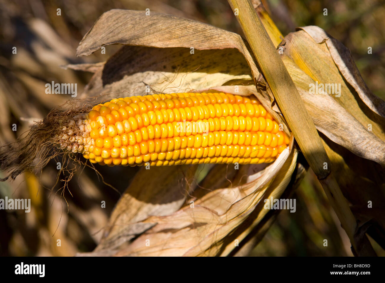 Corn waiting harvesting Stock Photo - Alamy