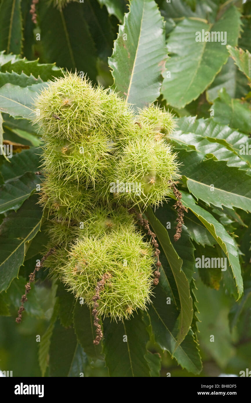 Sweet chestnut hi-res stock photography and images - Alamy