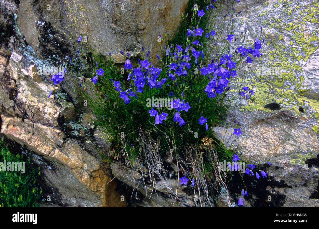 Plant flowering on rock face, Auvergne, France Stock Photo - Alamy