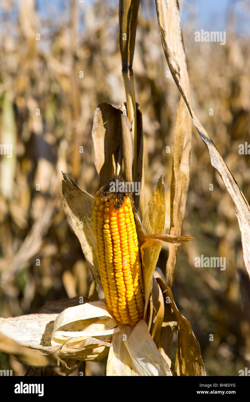Corn waiting harvesting Stock Photo - Alamy