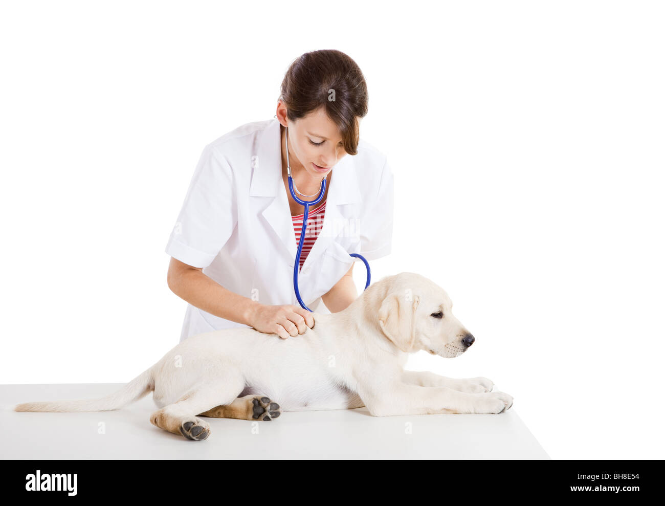 Veterinary hi-res stock photography and images - Alamy