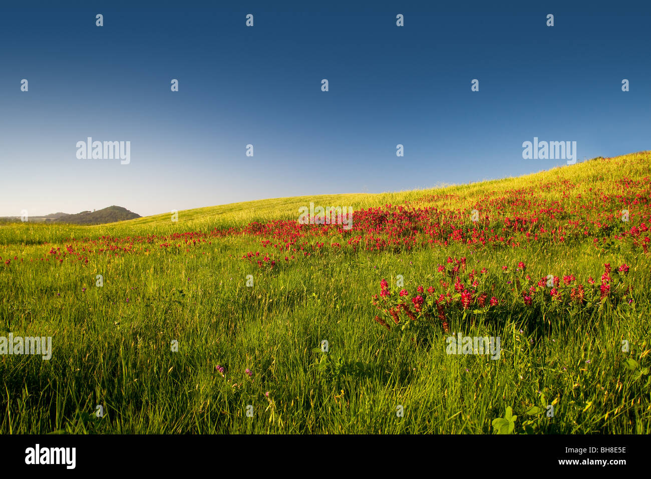 Flowery field hi-res stock photography and images - Alamy