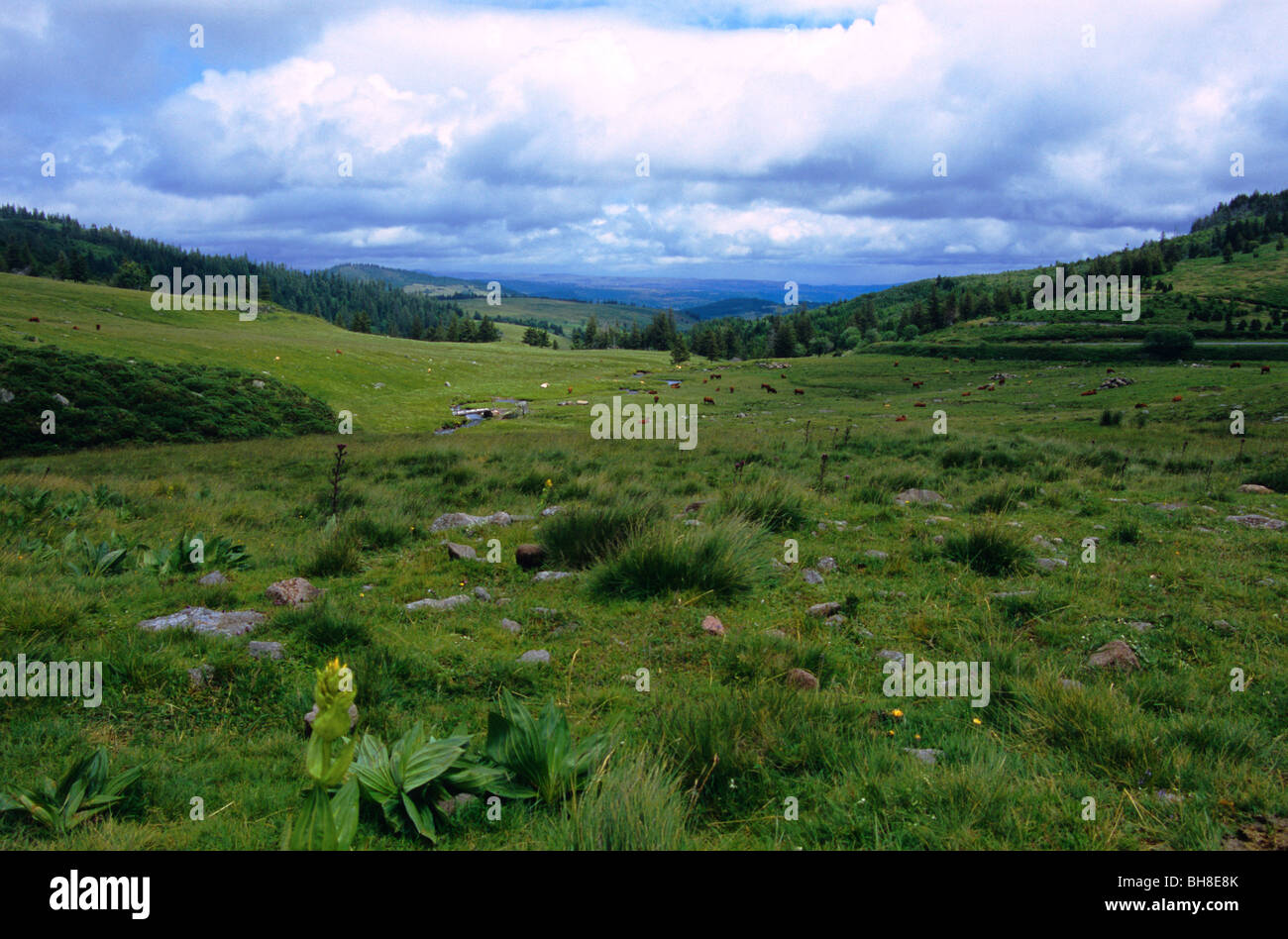 France plomb du cantal hi-res stock photography and images - Alamy