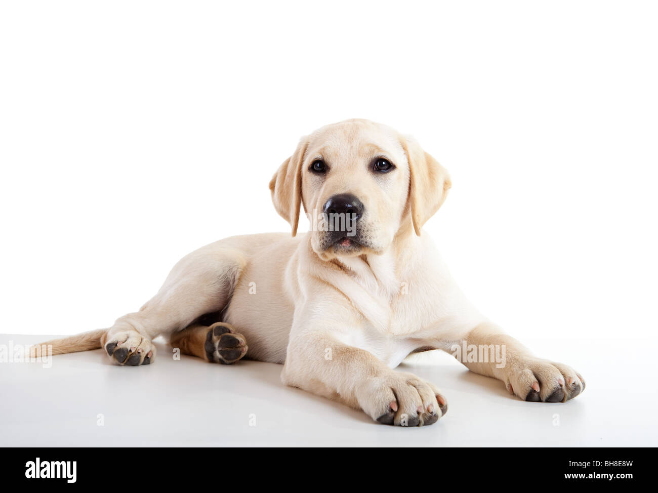 Studio portrait of a beautiful and cute Labrador dog breed Stock Photo ...