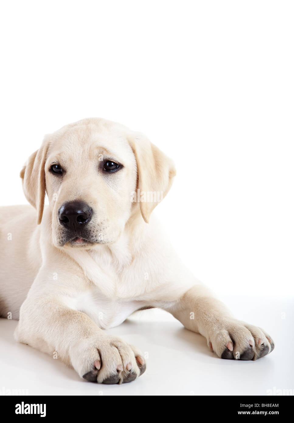 Studio portrait of a beautiful and cute Labrador dog breed Stock Photo ...