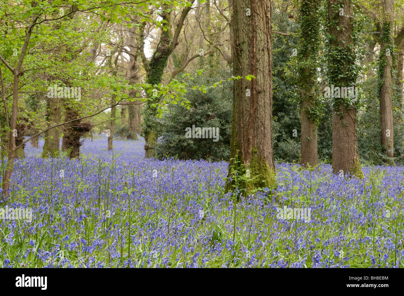 Bluebell wood Pamphill Wimborne Dorset Stock Photo - Alamy