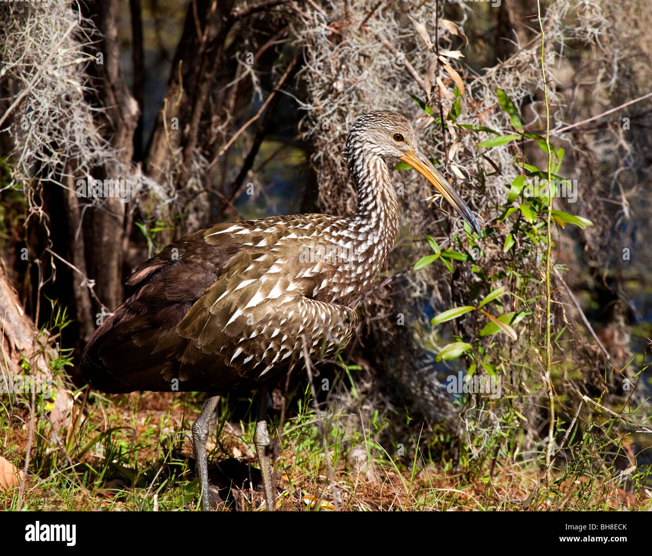 Limpkin,aramus guarauna pictus, Lettuce Lake Park, Tampa Stock Photo ...