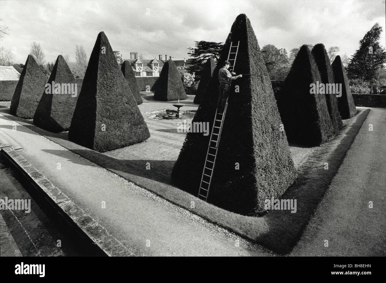 Man on a ladder trimming topiary pyramids shaping Stock Photo - Alamy