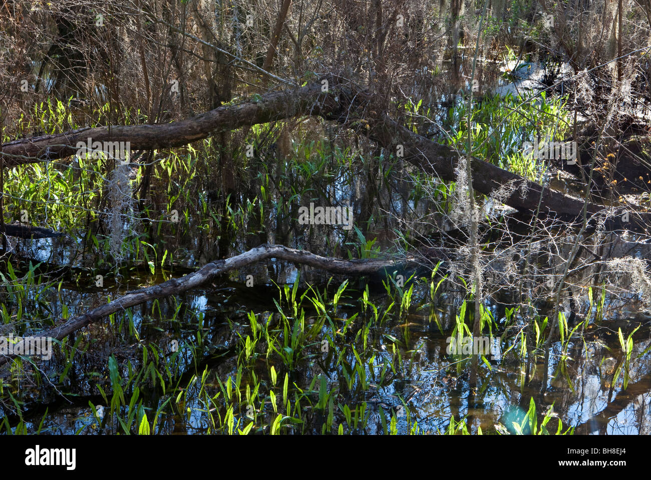 Lettuce lake park hi-res stock photography and images - Alamy
