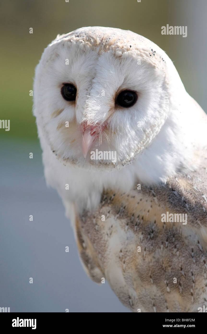 Barn owl looking at the camera hi-res stock photography and images - Alamy
