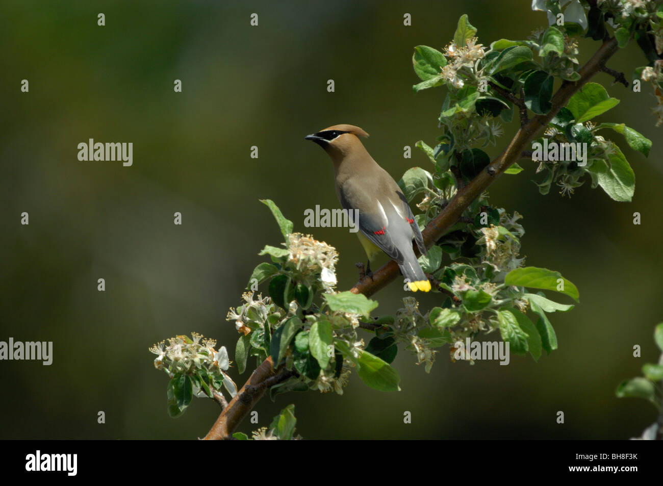 Cedar Waxwing (Bombycilla cedrorum Stock Photo - Alamy