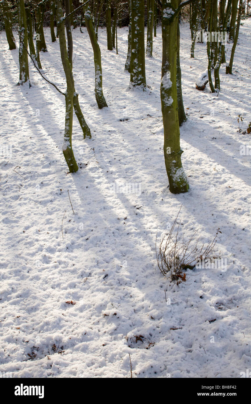 snowy woodland scene winter in leicestershire Stock Photo - Alamy