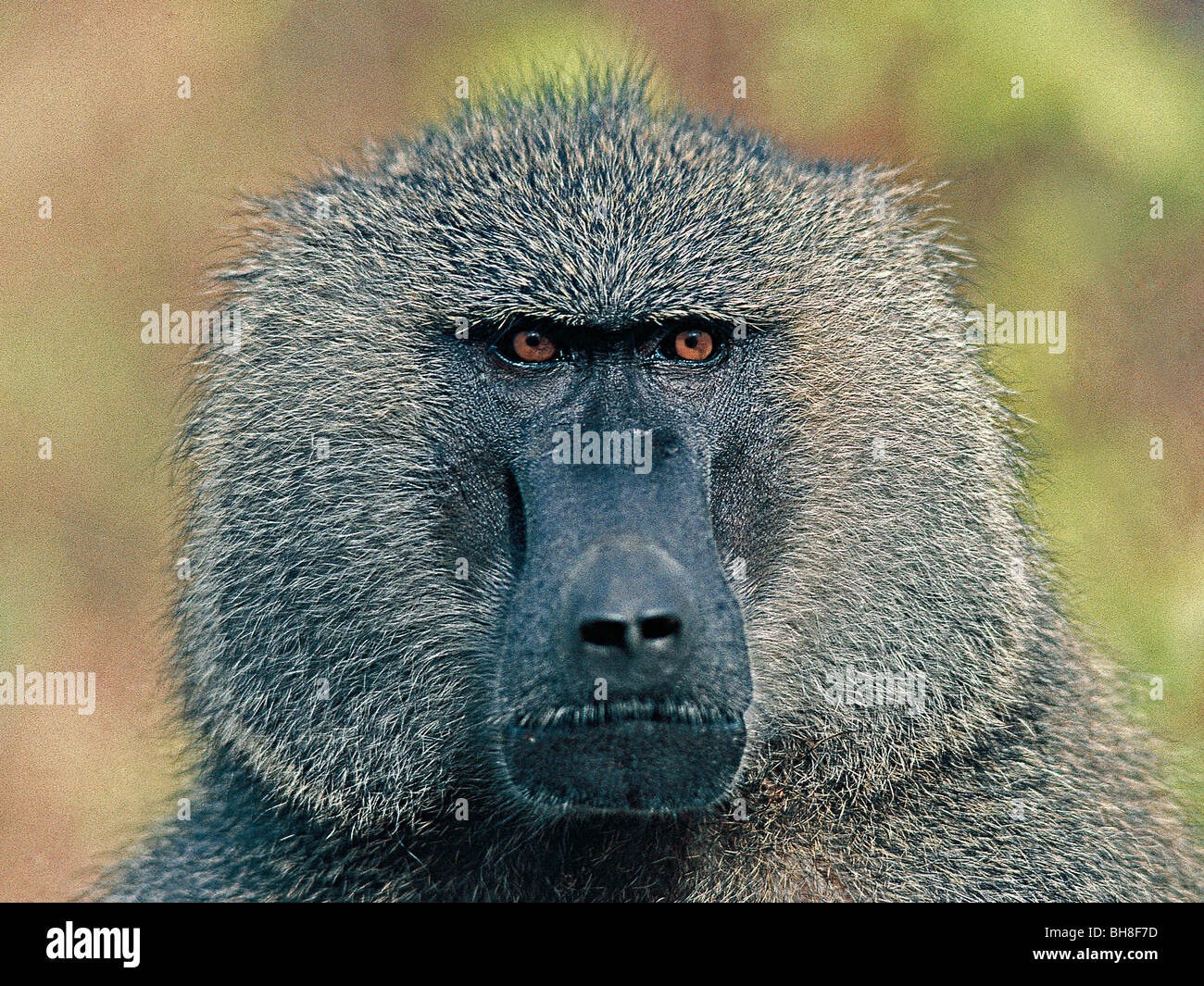 Portrait of male Olive Baboon. Lake Manyara National Park, Tanzania ...