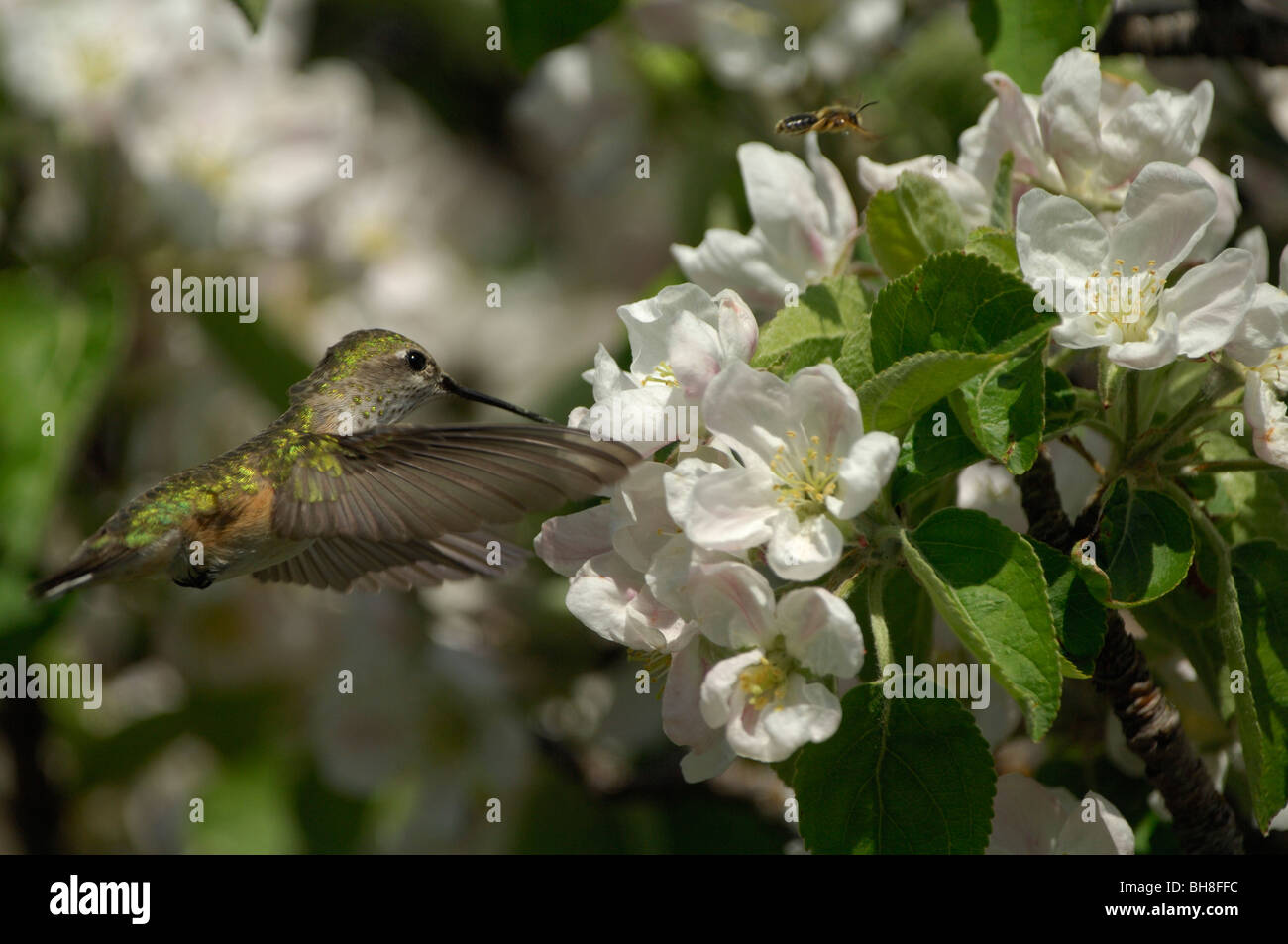 Female calliope hummingbird hi-res stock photography and images - Alamy