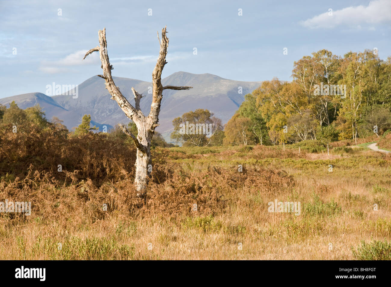 Skiddaw from Manesty Park, Cumbria Stock Photo - Alamy
