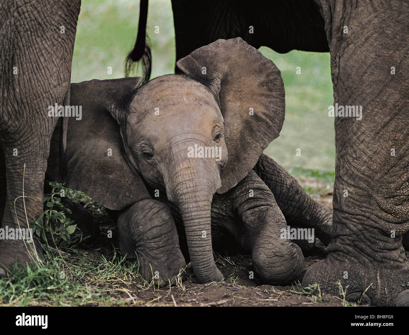 Baby elephant resting under the stomach of his mother. Samburu National ...