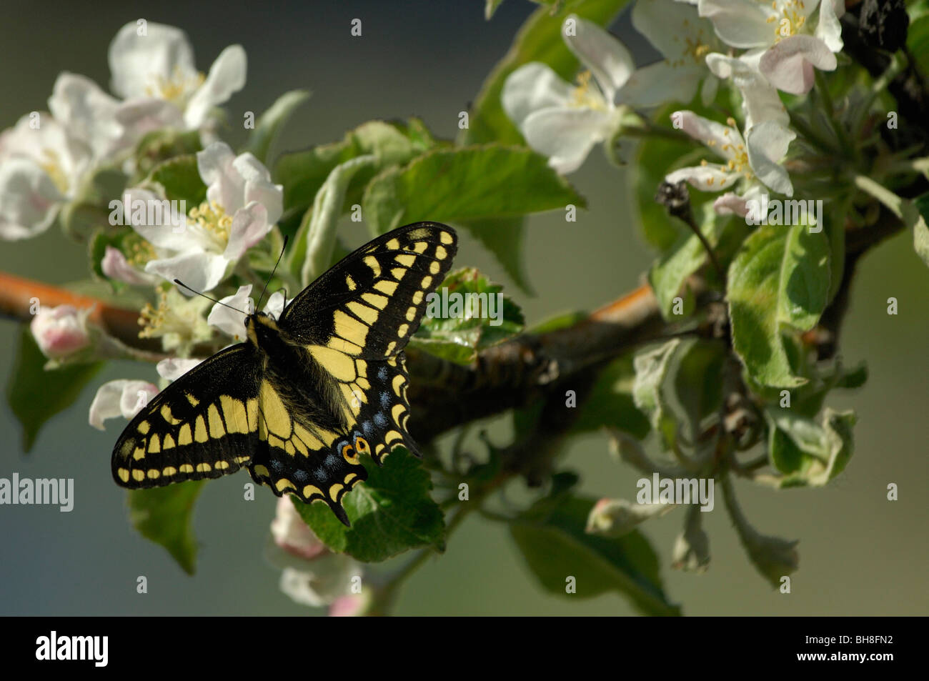Anise swallowtail hi-res stock photography and images - Alamy