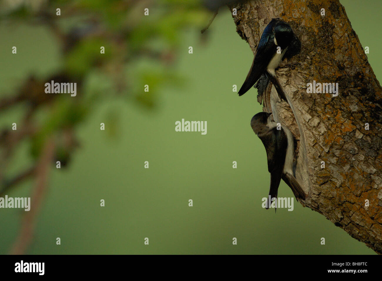 Tree swallow (Tachycineta bicolor), looking for nesting cavity Stock ...
