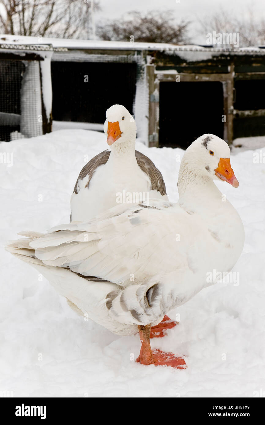 Two fat farm geese in the snow Stock Photo - Alamy