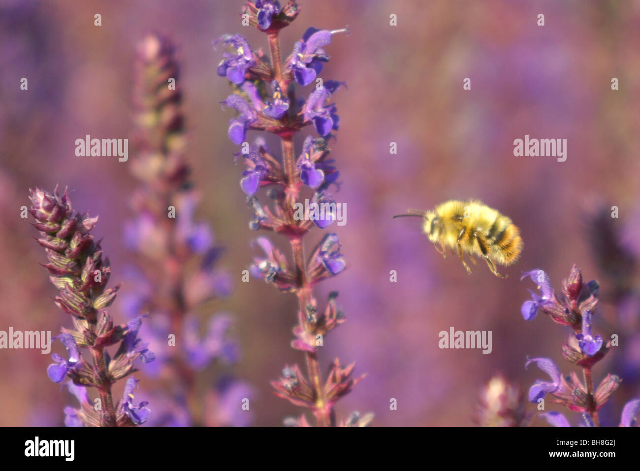 Pollinator behavior hi-res stock photography and images - Alamy