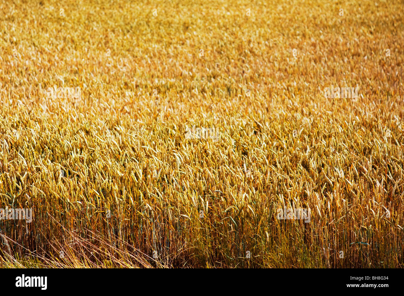 crops growing in a field Stock Photo - Alamy