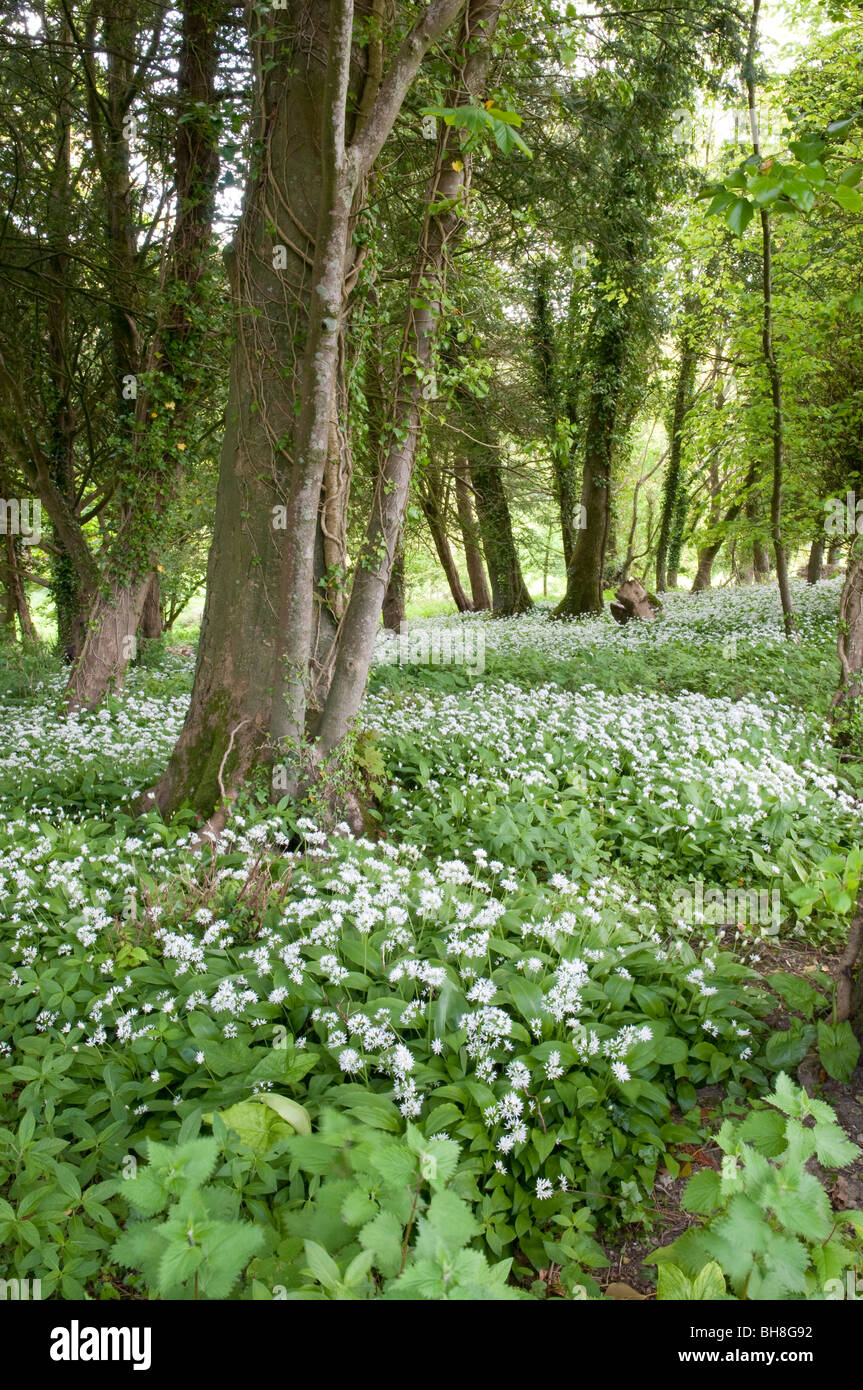 Lush green wild garlic hi-res stock photography and images - Alamy