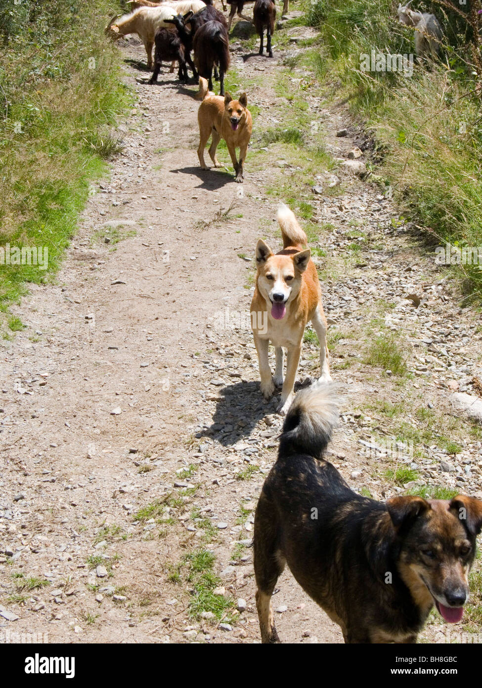Dogs guarding Goats, Galicia, Spain Stock Photo - Alamy