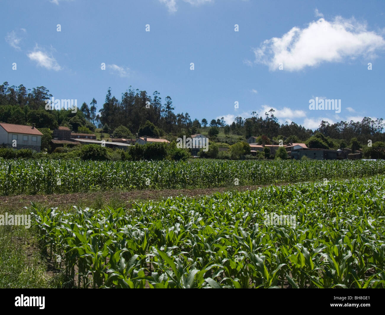 A fertile Galician field growing maize, corn Stock Photo - Alamy