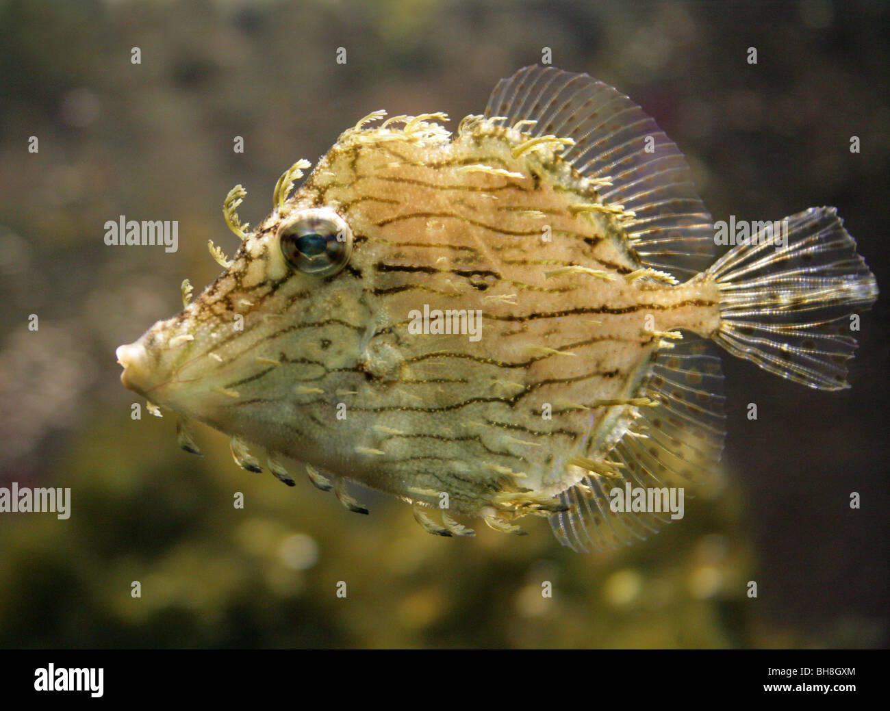 Hairy File Fish, Chaetodermis penicilligerus, Indonesia Stock Photo - Alamy