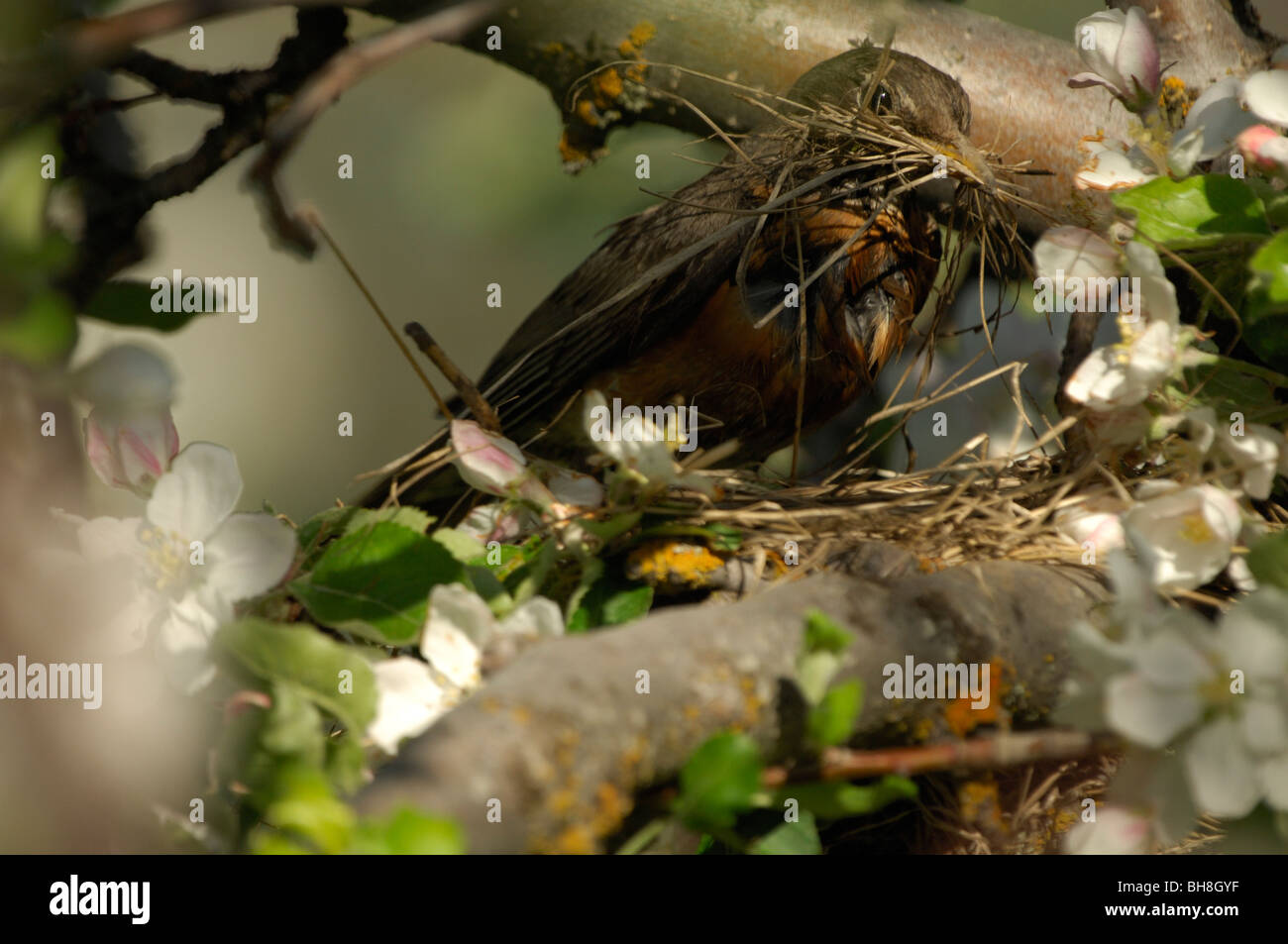 Robin bird nest hi-res stock photography and images - Alamy