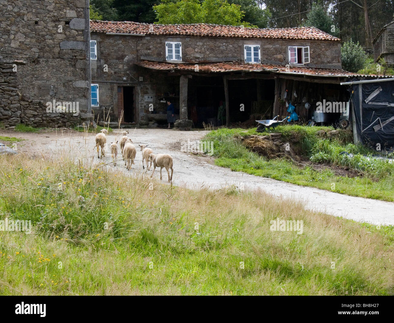 Sheep at Spanish farmhouse, Galicia Stock Photo - Alamy
