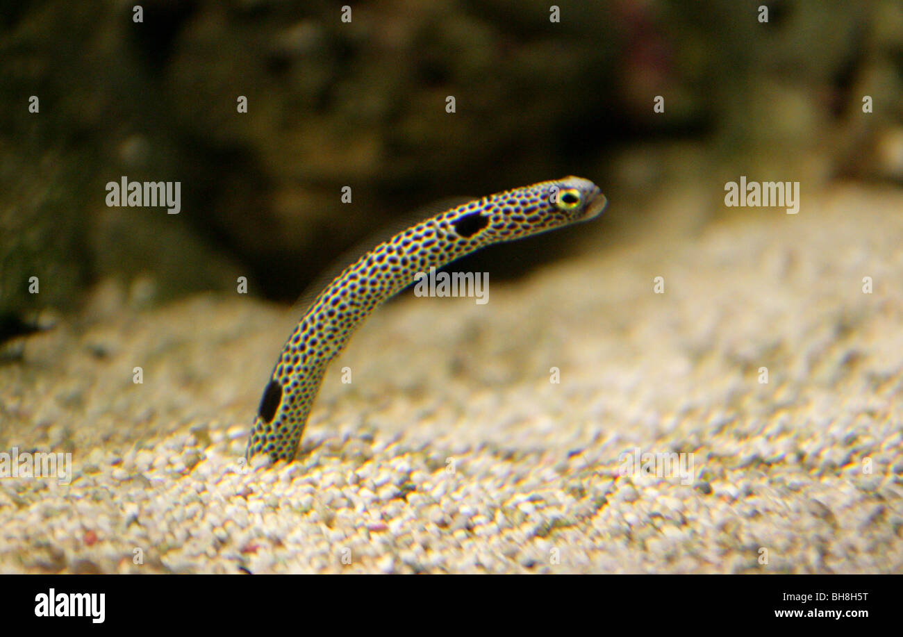 Garden Eel, Heteroconger cobra, Congridae, Western Central Pacific ...