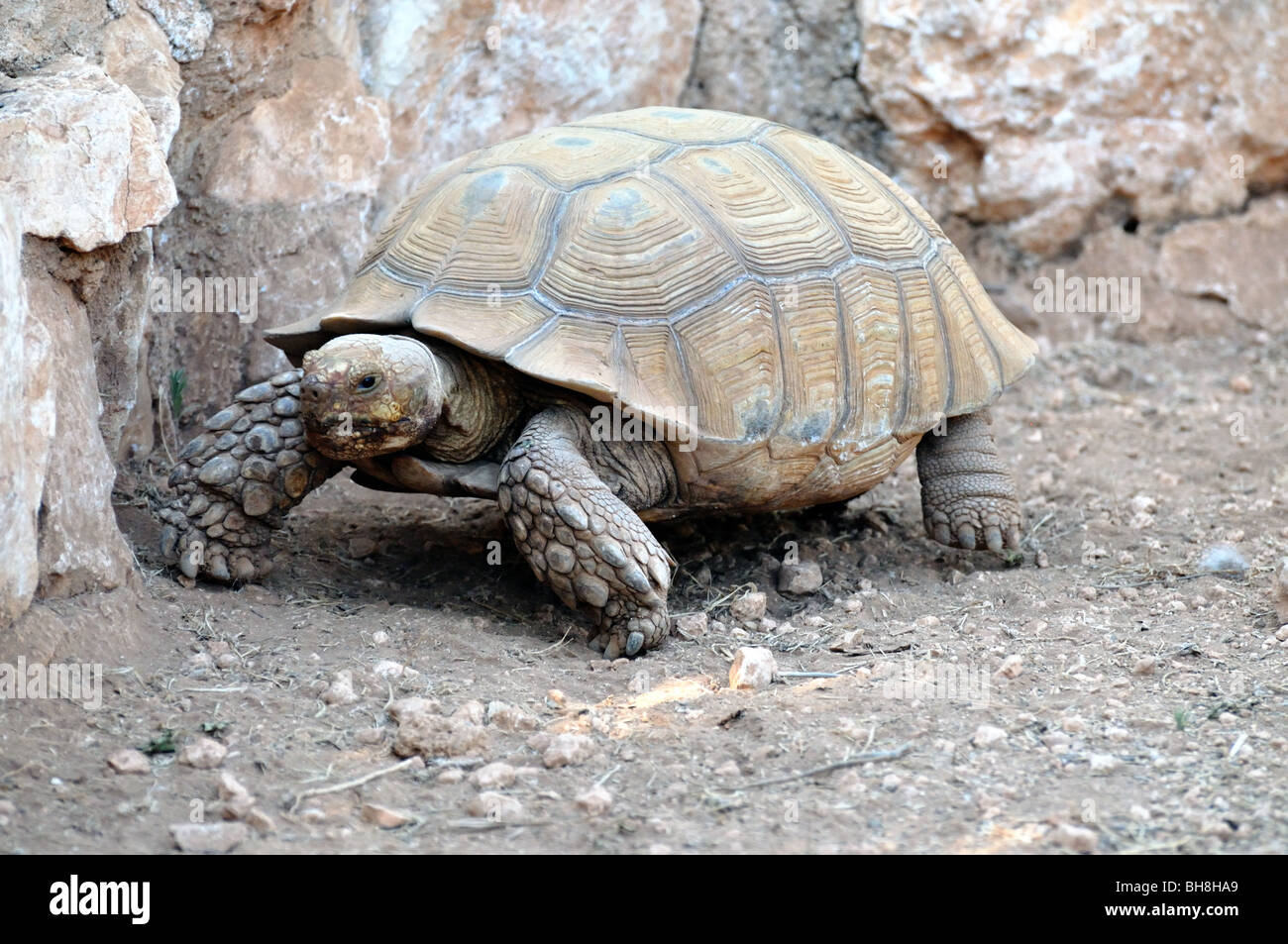 Walking tortoise hi-res stock photography and images - Alamy