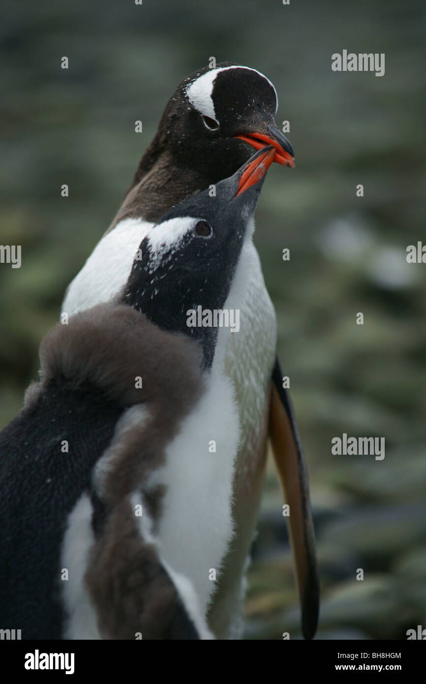 Penguins south pole hi-res stock photography and images - Alamy