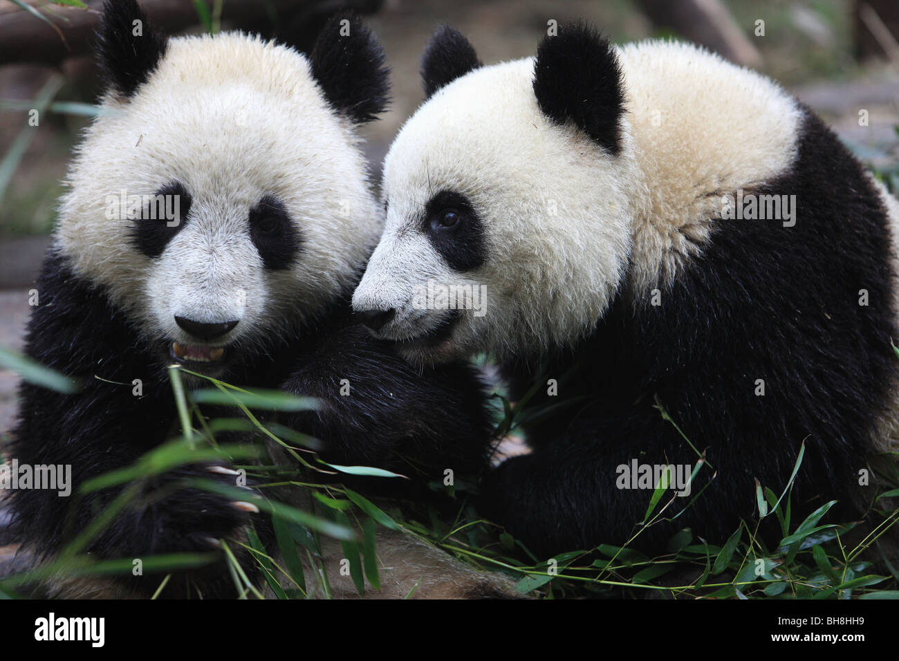 Food pandas hi-res stock photography and images - Alamy