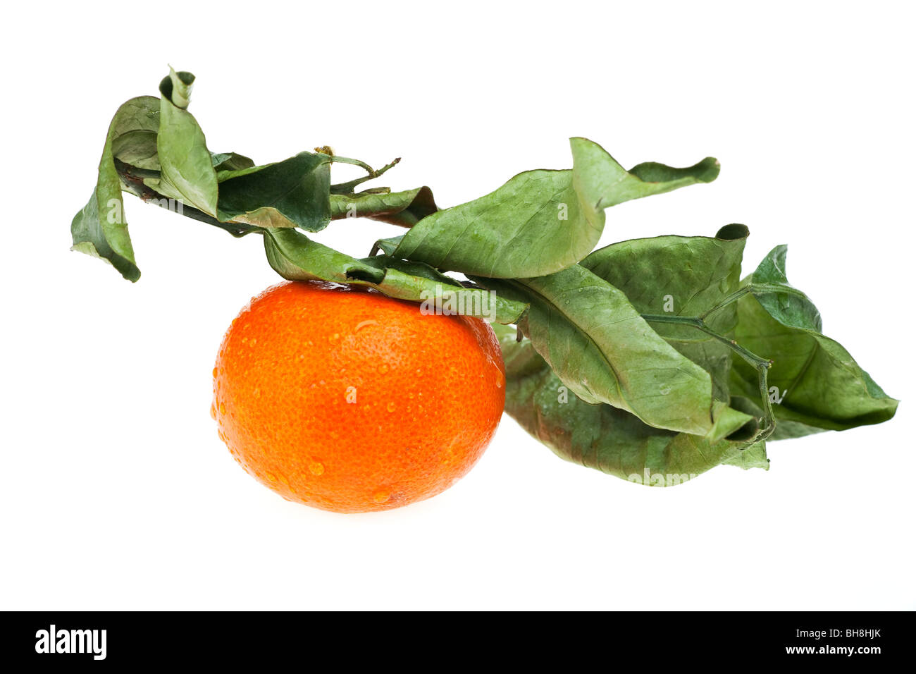 closeup of a single tangerine isolated on white background Stock Photo ...