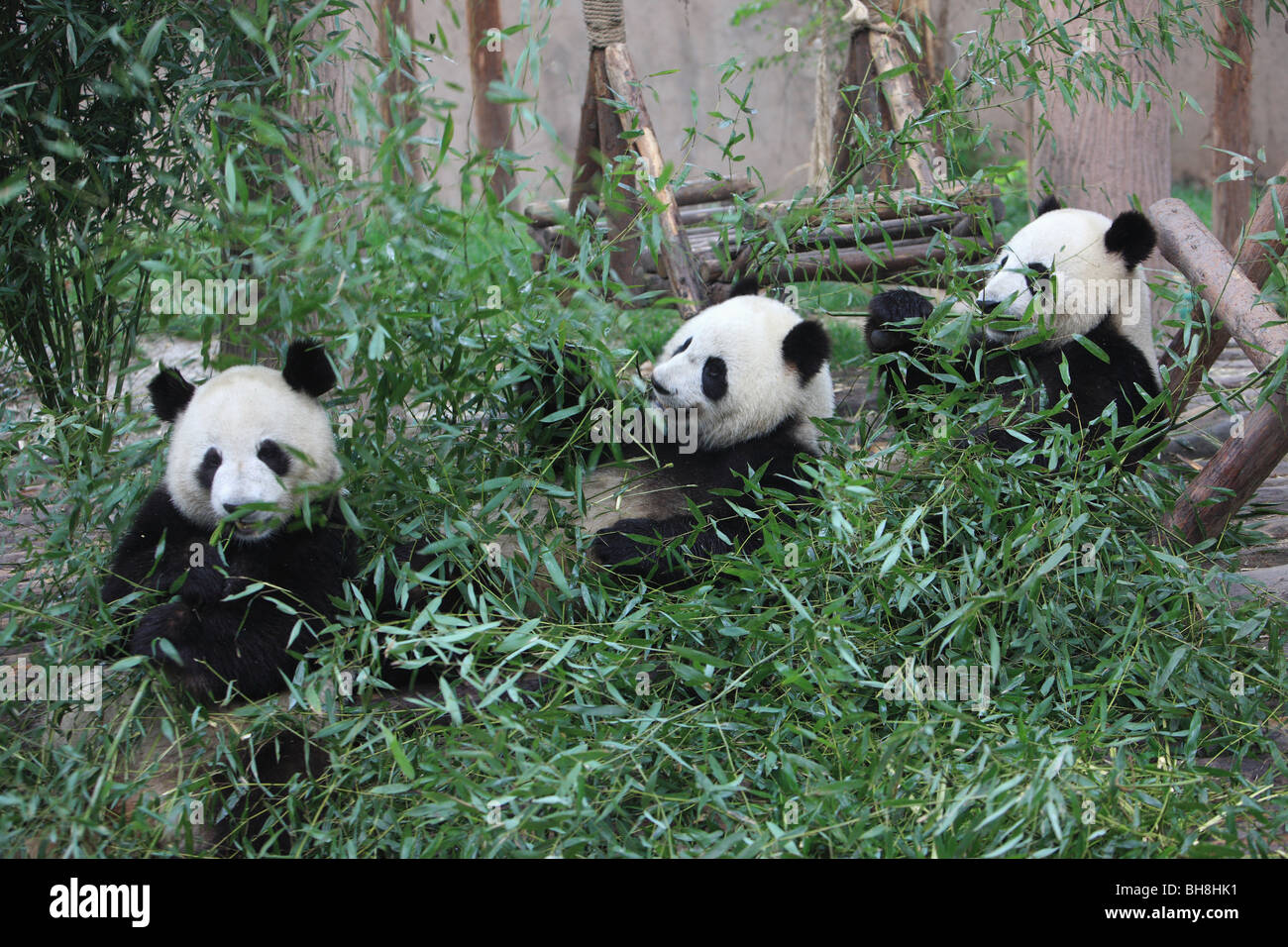 Group of pandas hi-res stock photography and images - Alamy