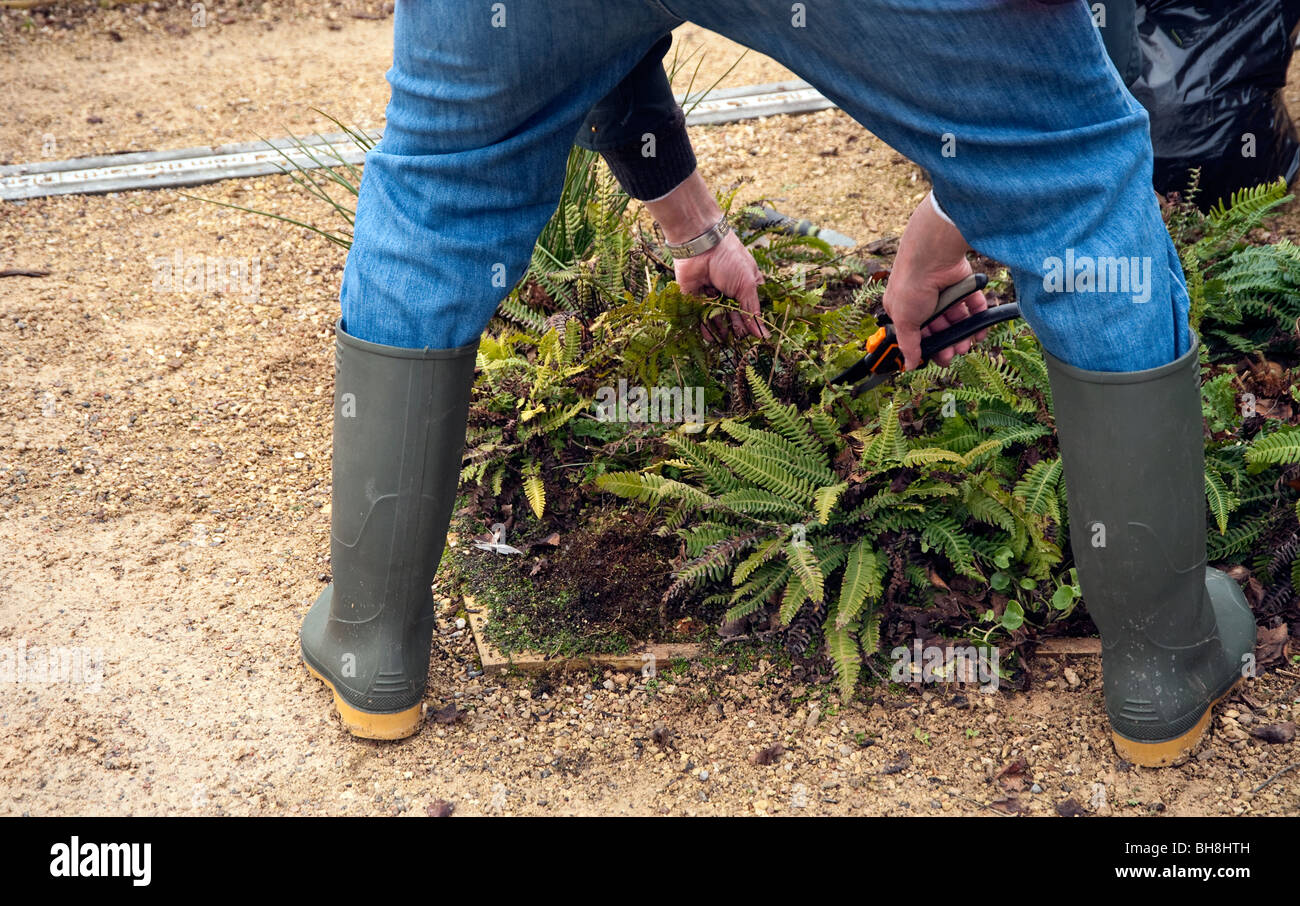 Person weeding hi-res stock photography and images - Alamy
