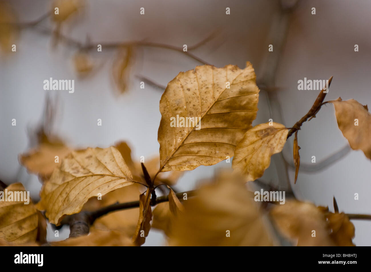 Beech leaves changing their colour in the winter season Stock Photo - Alamy