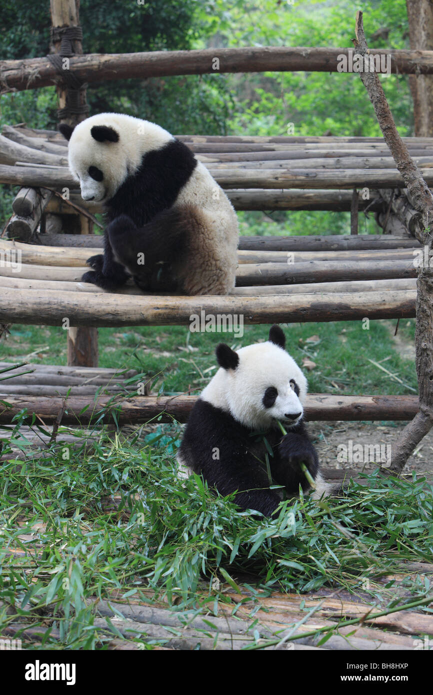 Sitting pandas hi-res stock photography and images - Alamy