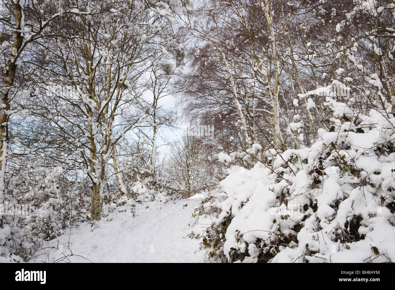 The Ridgeway Path in the Chilterns, Aston Rowan Oxfordshire, UK after a ...